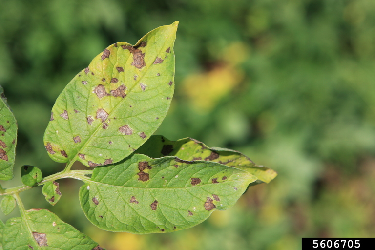Rhizoctonia damping-off, blight and rot (Rhizoctonia solani J.G. Kühn)