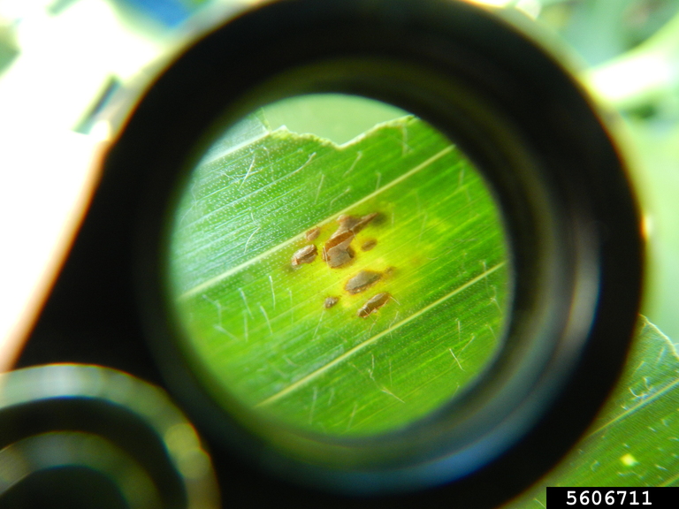 common corn rust (Puccinia sorghi Schwein.)
