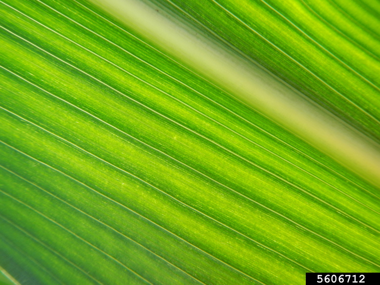 corn (Zea mays L.)
