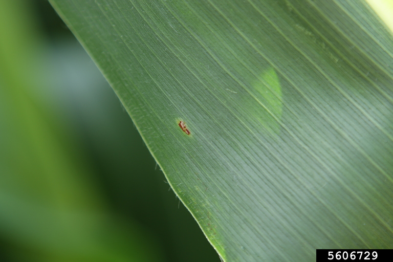common corn rust (Puccinia sorghi)
