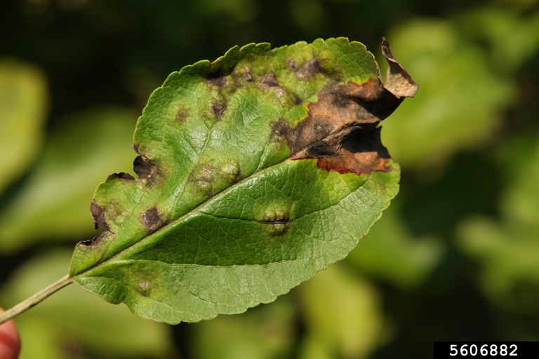 apple scab (Venturia inaequalis (Cooke) G. Wint.)