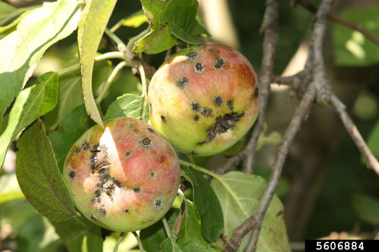 apple scab (Venturia inaequalis (Cooke) G. Wint.)