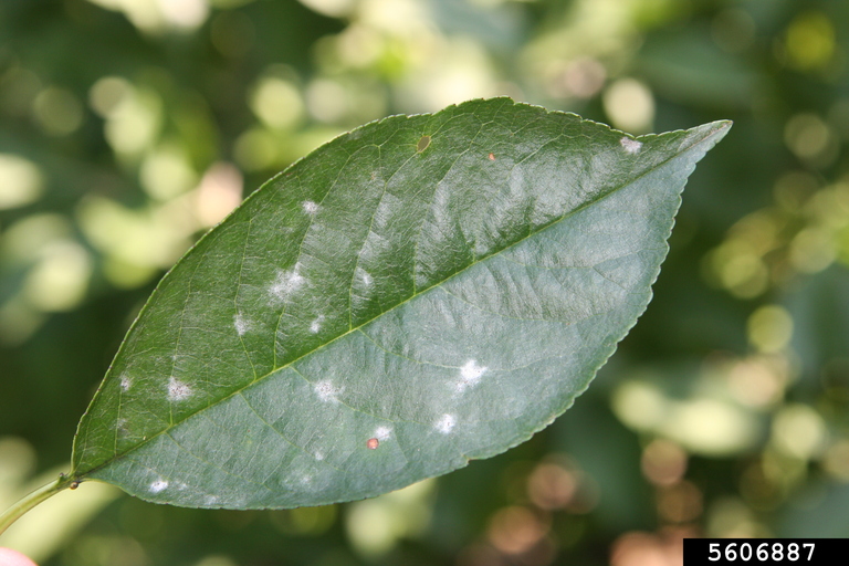 powdery mildew (Podosphaera leucotricha (Ellis & Everh.) E. S. Salmon)