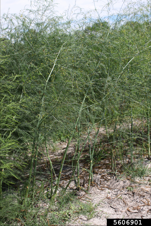 asparagus (Asparagus officinalis L.)