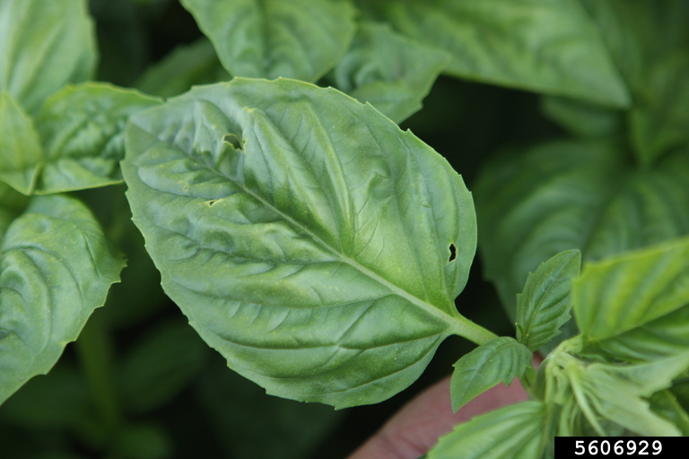 basil downy mildew (Peronospora belbahrii Thines 2009)