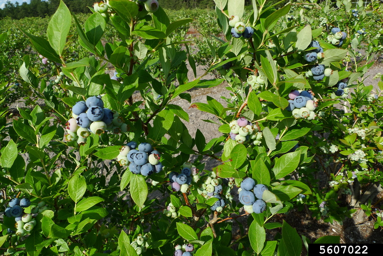highbush blueberry (Vaccinium corymbosum L.)