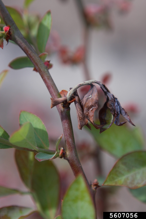mummy berry (Monilinia vaccinii-corymbosi)