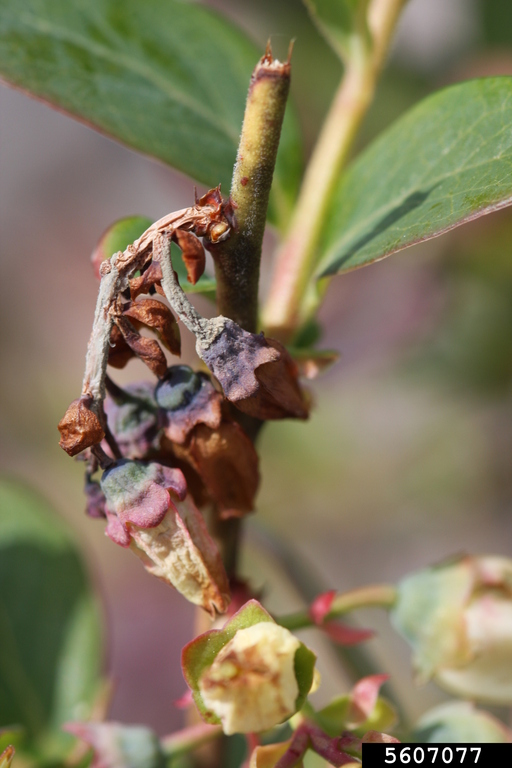 mummy berry (Monilinia vaccinii-corymbosi)