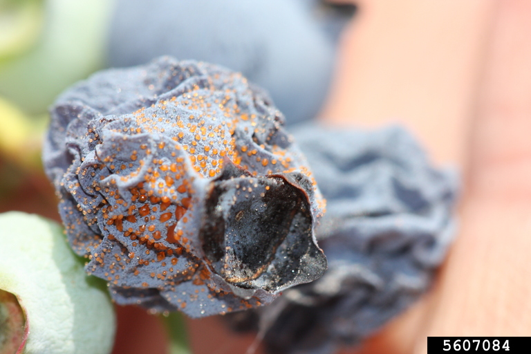 anthracnose (Colletotrichum acutatum)