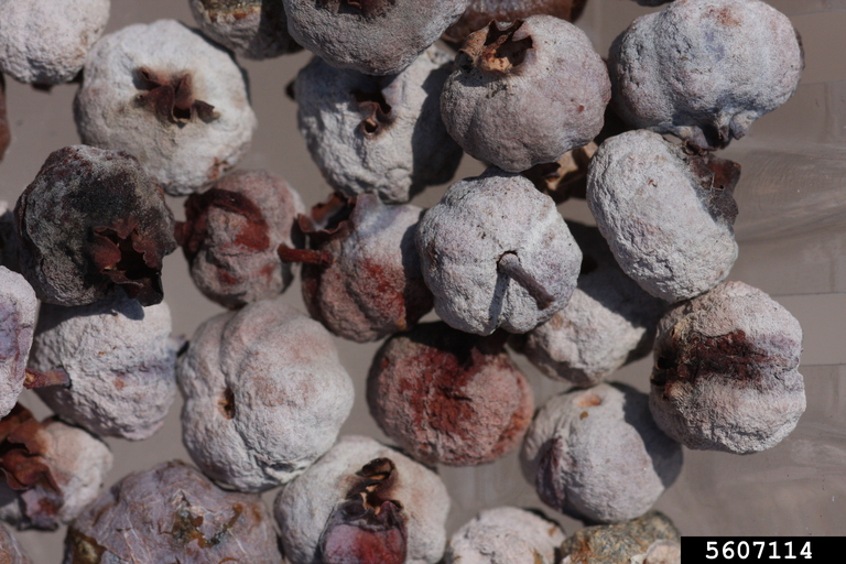 mummy berry (Monilinia vaccinii-corymbosi)