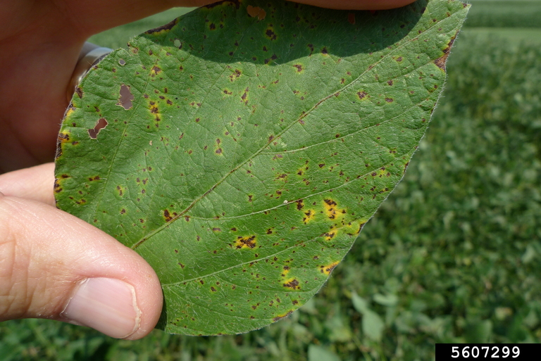 bacterial blight (Pseudomonas savastanoi pv. glycinea (Coerper 1919 ...