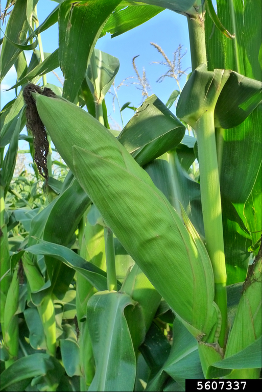 corn (Zea mays)