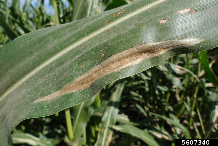 northern corn leaf blight (Exserohilum turcicum)