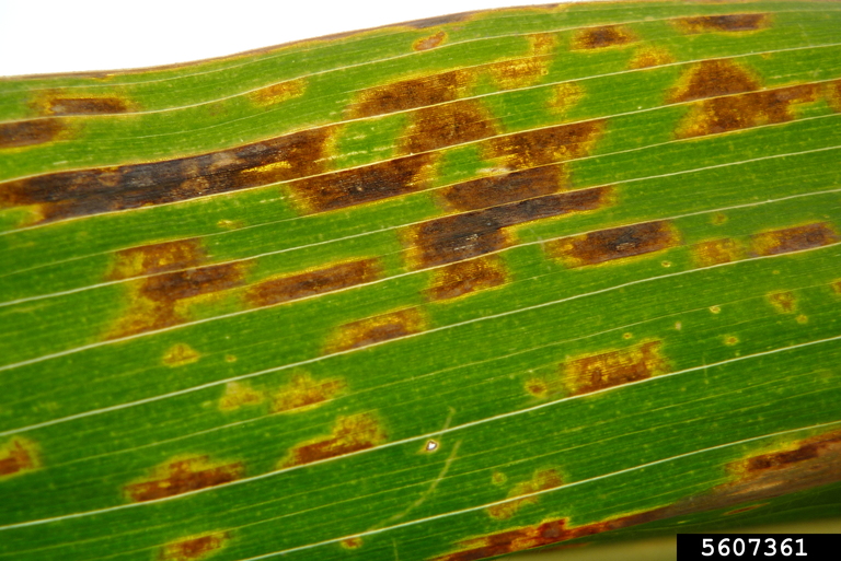 gray leaf spot (Cercospora zeae-maydis Tehon & E.Y. Daniels)