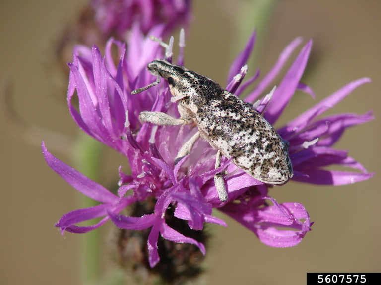 knapweed root weevil (Cyphocleonus achates (Fahraeus, 1842))