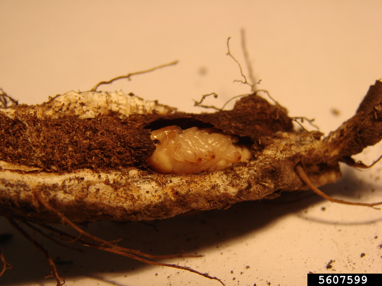 knapweed root weevil (Cyphocleonus achates (Fahraeus, 1842))