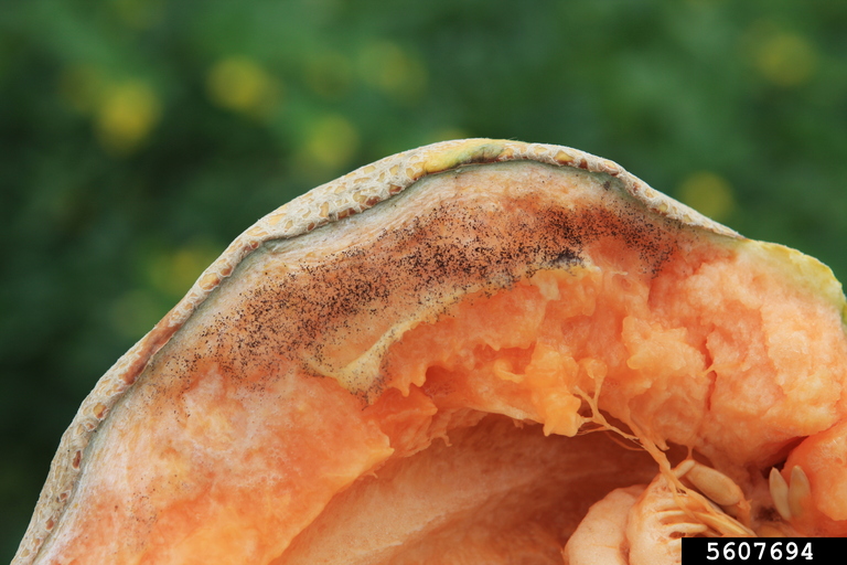 Rhizopus soft rots (Genus Rhizopus Ehrenb.)