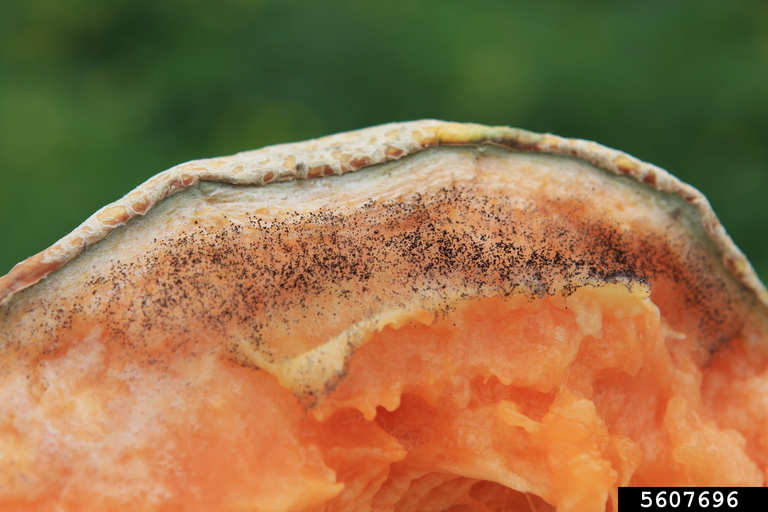 Rhizopus soft rots (Genus Rhizopus Ehrenb.)