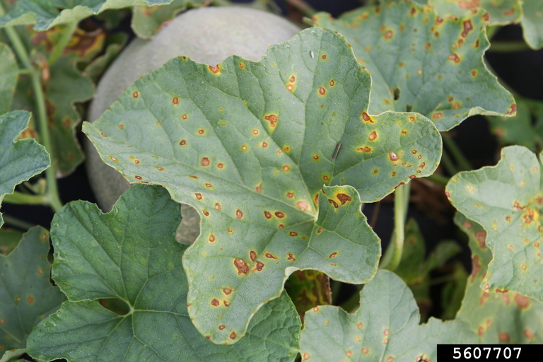 Alternaria leaf blight (Alternaria cucumerina (Ellis & Everh.) J.A ...
