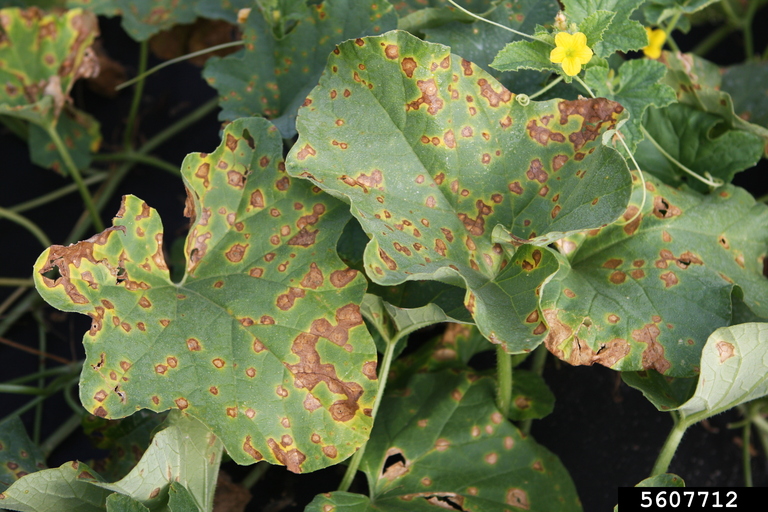 Alternaria leaf blight (Alternaria cucumerina (Ellis & Everh.) J.A ...