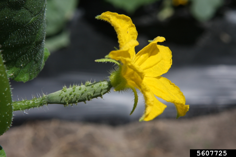 cucumber (Cucumis sativus)