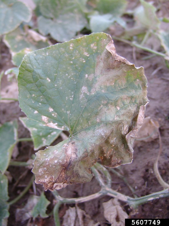 Phytophthora blight (Phytophthora capsici)