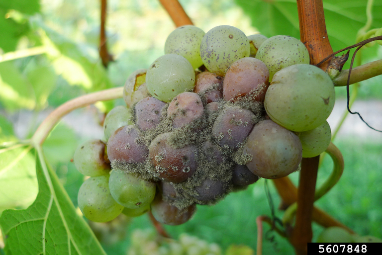 gray mold (Botrytis cinerea ) on grape (Vitis spp. ) - 5607848