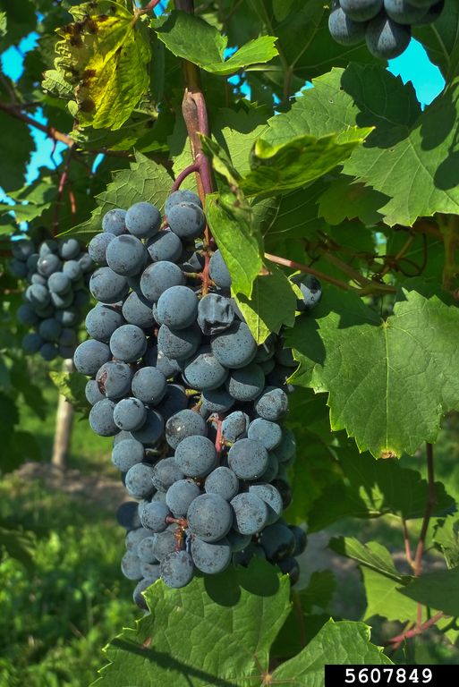 grape (Genus Vitis)