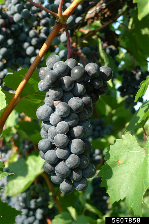 grape (Genus Vitis L.)