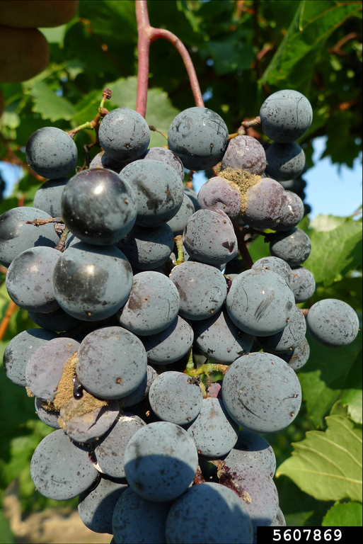 gray mold (Botrytis cinerea ) on grape (Vitis spp. ) - 5607869