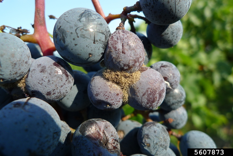 gray mold (Botrytis cinerea Pers.:Fr)