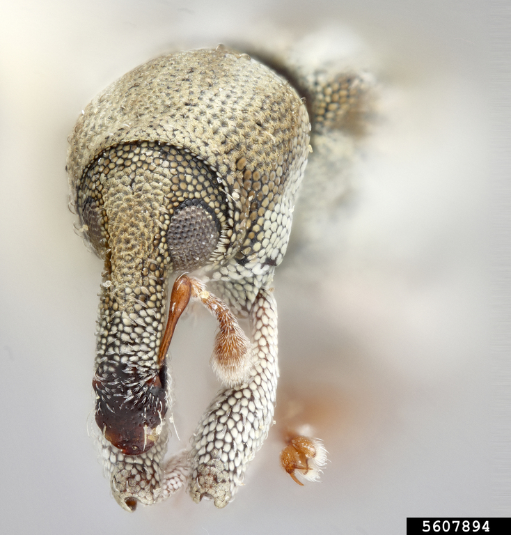 marsh weevil (Neohydronomus elegans)