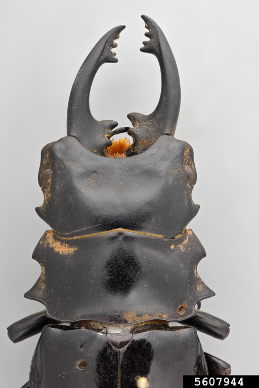 stag beetle (Odontolabis dalmani ssp. intermedia)