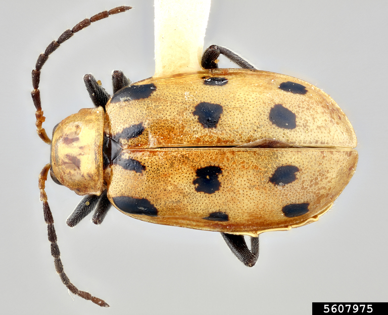 leaf beetle (Isotes mexicana (Harold))