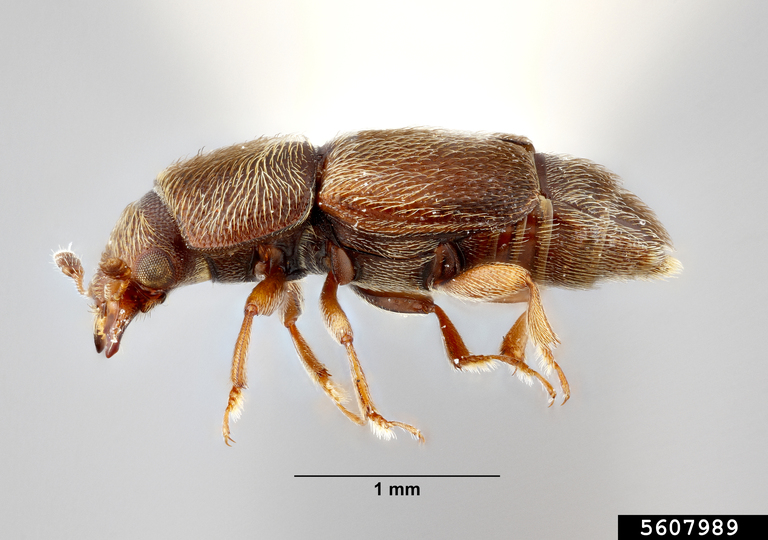 sap beetle (Carpophilus pilosellus Motschulsky)