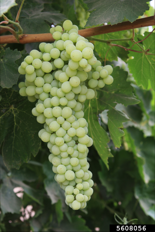 grape (Genus Vitis L.)