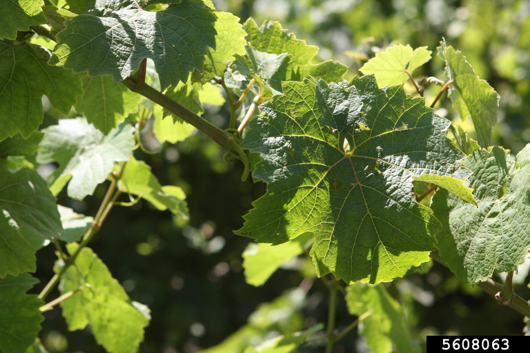 grape (Genus Vitis L.)