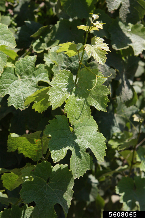 grape (Genus Vitis L.)