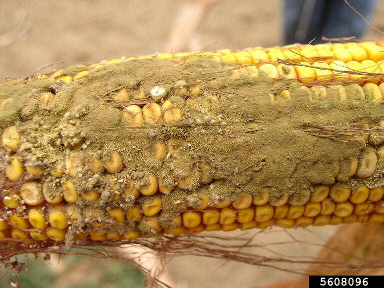 Aspergillus ear and kernel rot (Aspergillus flavus)
