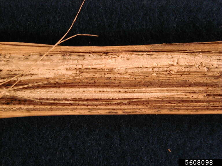 charcoal rot (Macrophomina phaseolina (Tassi) Goidanich)