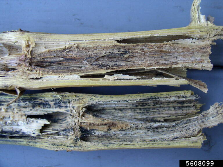 charcoal rot (Macrophomina phaseolina (Tassi) Goidanich)