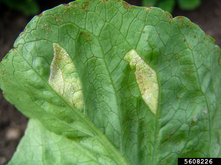 downy mildew (Bremia lactucae)