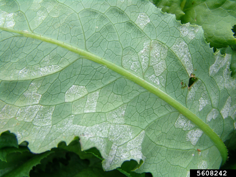downy mildew (Bremia lactucae)