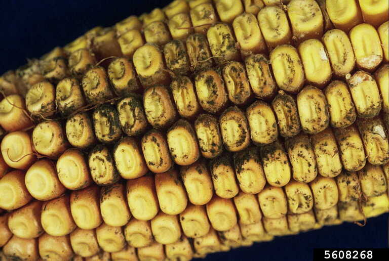 common corn rust (Puccinia sorghi Schwein.)