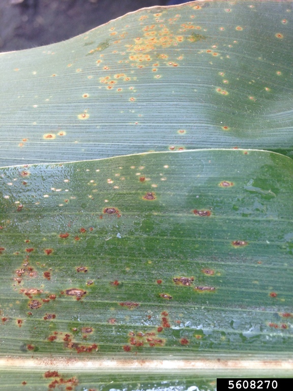 common corn rust (Puccinia sorghi Schwein.)