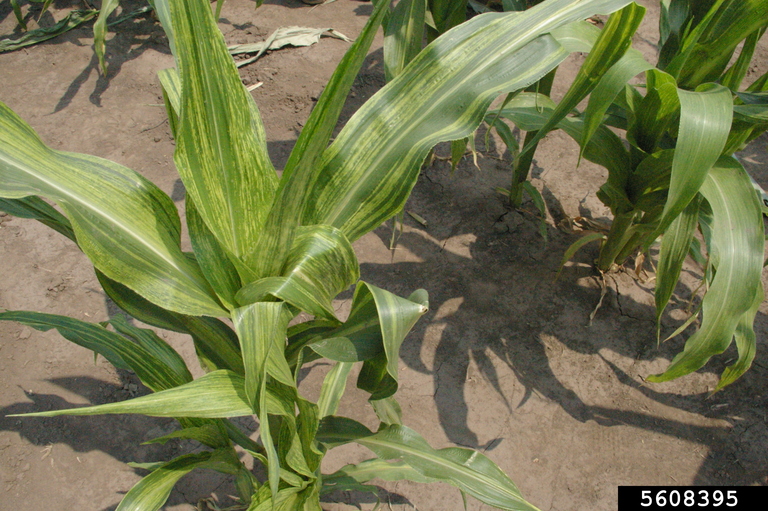 maize dwarf mosaic virus (MDMV) (Potyvirus Maize dwarf mosaic virus)