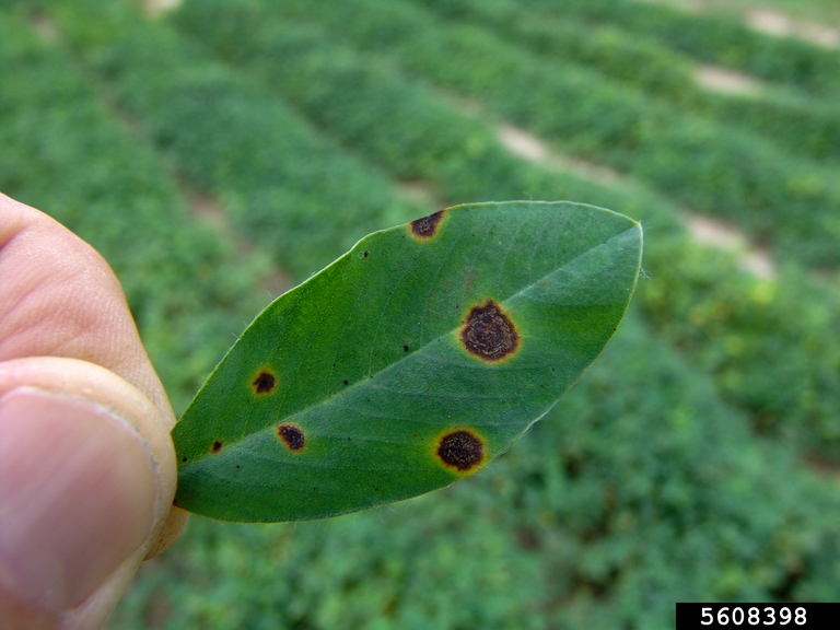 Cercospora leaf spot (Cercospora arachidicola)