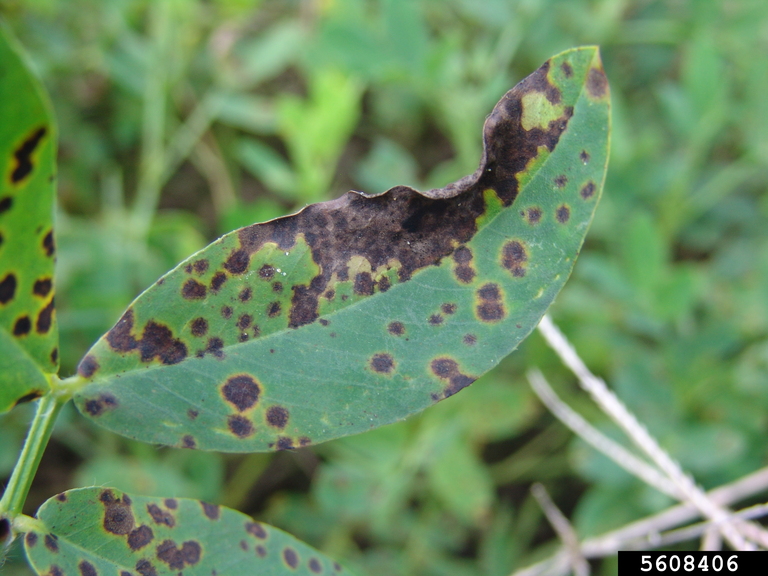 Passalora fungus (Passalora arachidicola (Hori) U. Braun)