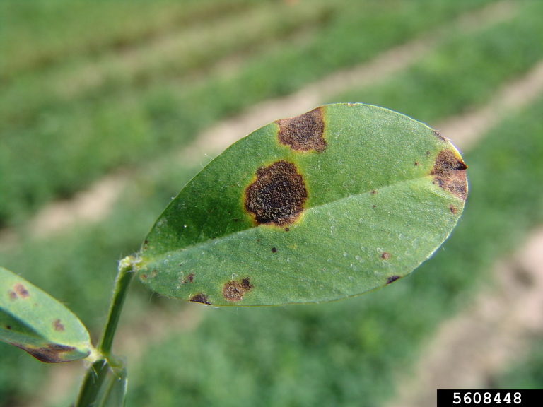 Cercospora leaf spot (Cercospora arachidicola)