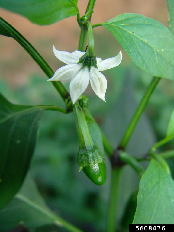 jalepeno pepper (Capsicum annuum var. annuum L.)